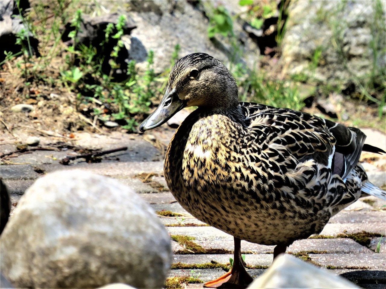 20,000+ Free Mallards Duck Closeup & Nature Images - Pixabay