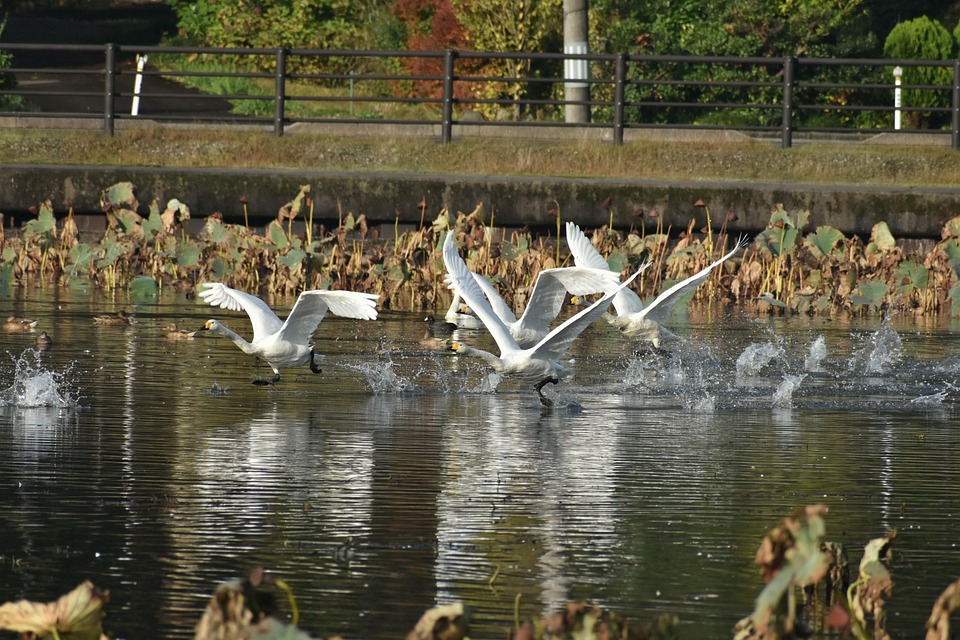 Animal Lac Riverain - Photo gratuite sur Pixabay - Pixabay
