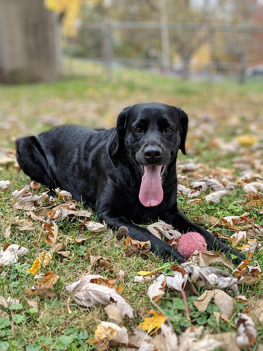 Dog Labrador Lab - Free photo on Pixabay
