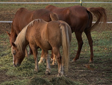 30+ Free Pony Tail & Horse Photos - Pixabay