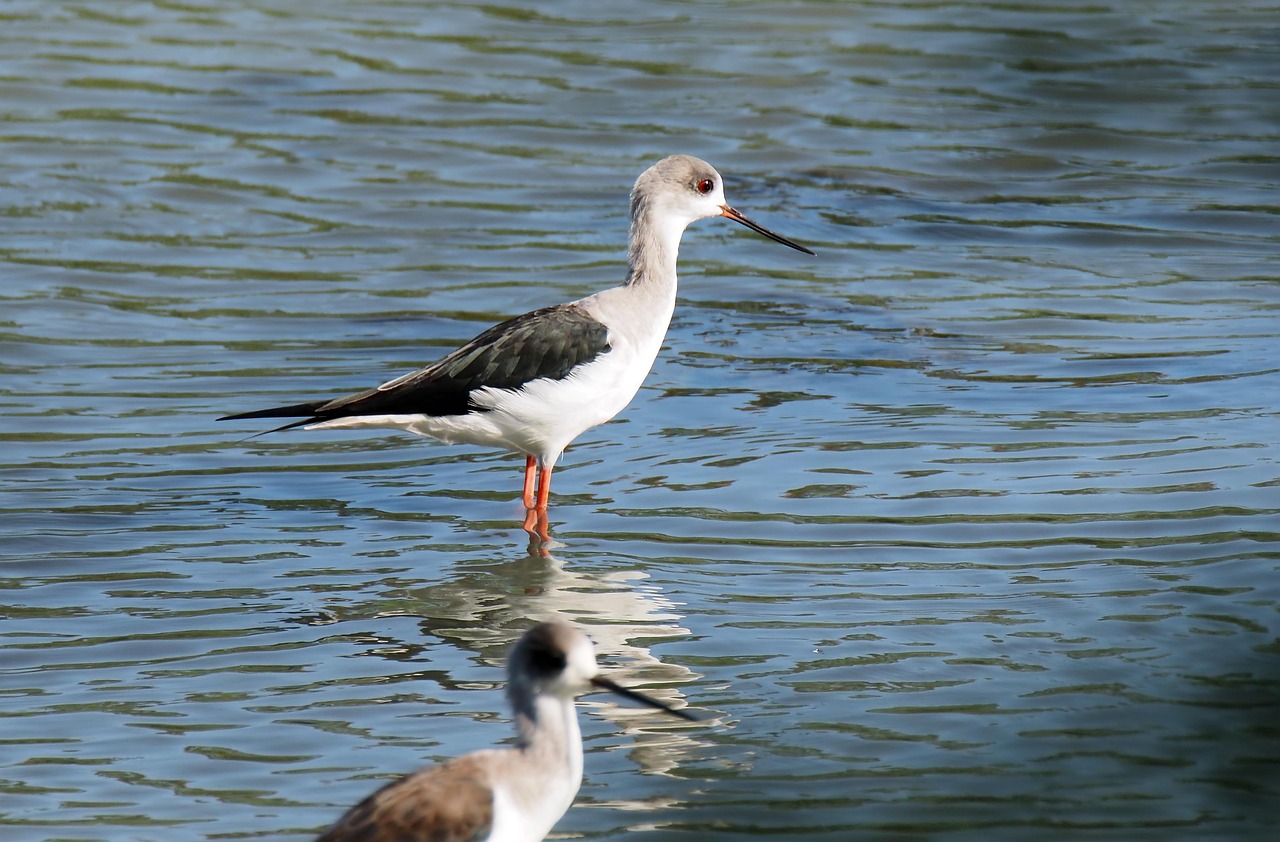 Outdoor Bird Wild - Free photo on Pixabay
