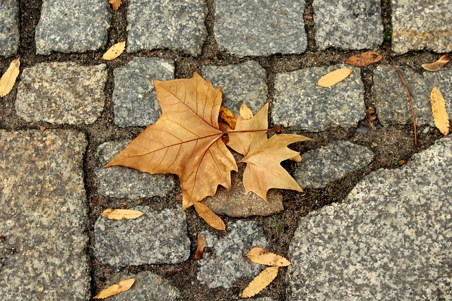 1,000+ Free November & Nature Images - Pixabay
