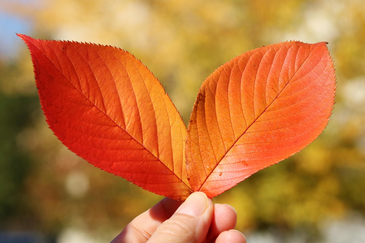Hösten Höstlöv Blad - Gratis foto på Pixabay - Pixabay