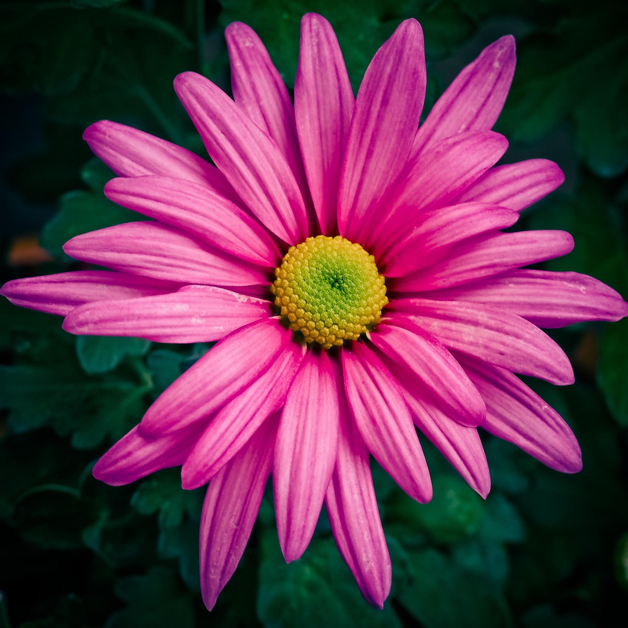 Flor Margarite Florescer - Foto gratuita no Pixabay - Pixabay