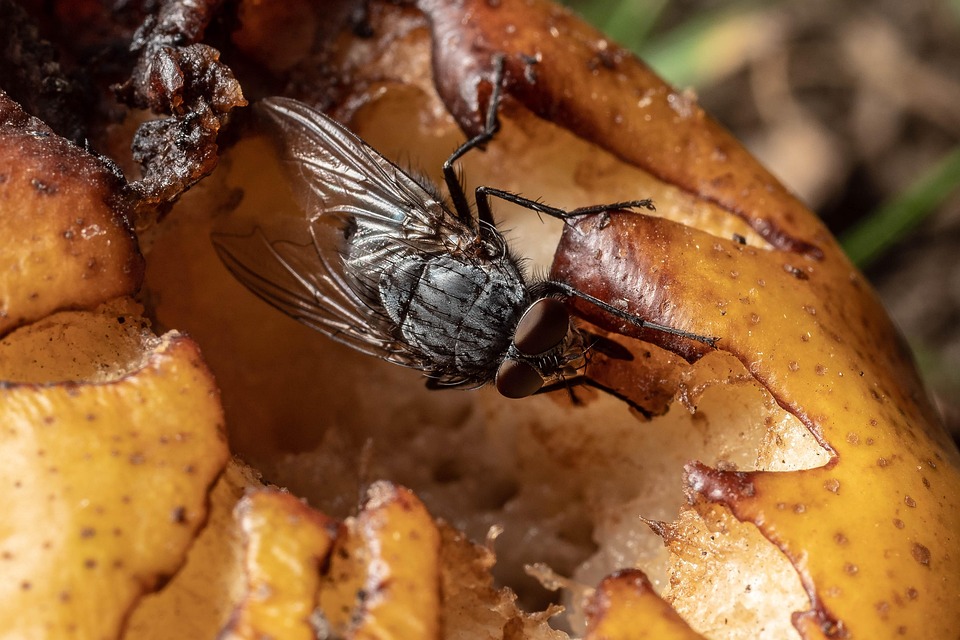 Macro Insecte La Nature - Photo gratuite sur Pixabay - Pixabay