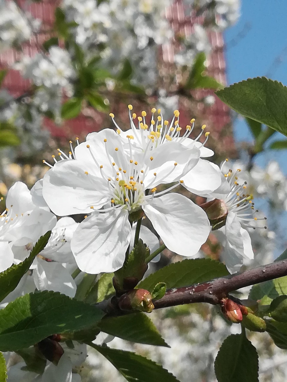Spring Cherry Tree Blossom - Free photo on Pixabay - Pixabay