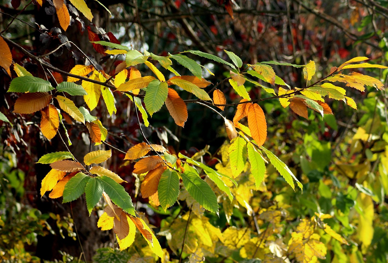 Autumn Leaves Colors Of In - Free photo on Pixabay - Pixabay
