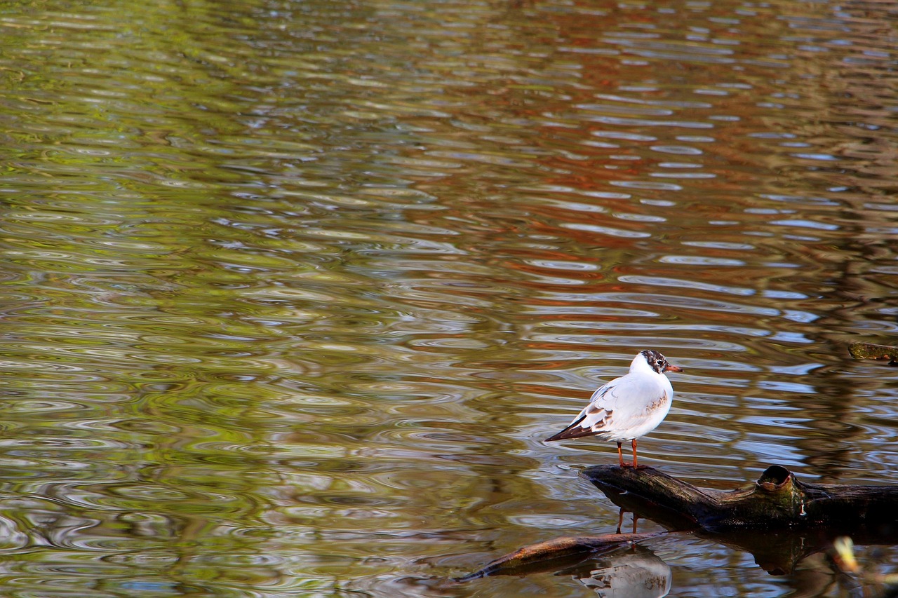 Más de 300 000 imágenes gratis de Bird Above Water y Water - Pixabay