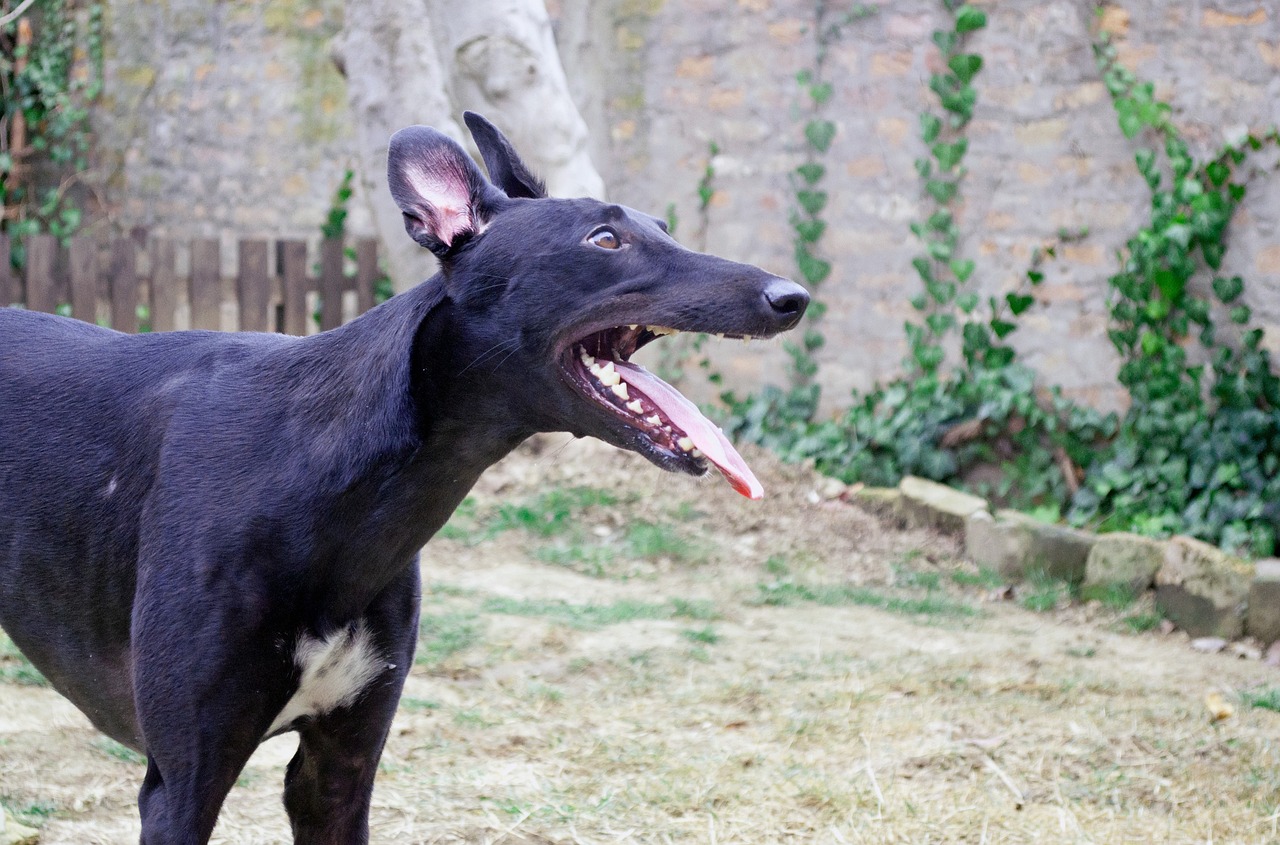 Zwarte Windhonden Italiaanse Windhond En Whippet Kleding / Iggy
