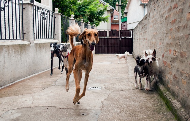 猎狗玩 Sighthounds Galgo - Pixabay上的免费照片 - Pixabay