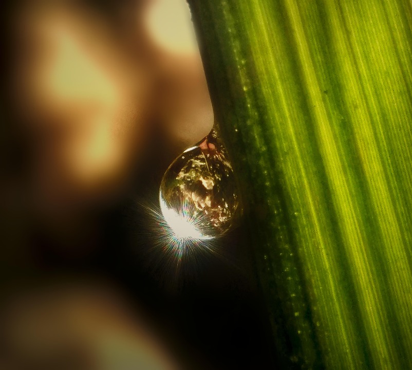 Nature Wildlife Macro - Free photo on Pixabay