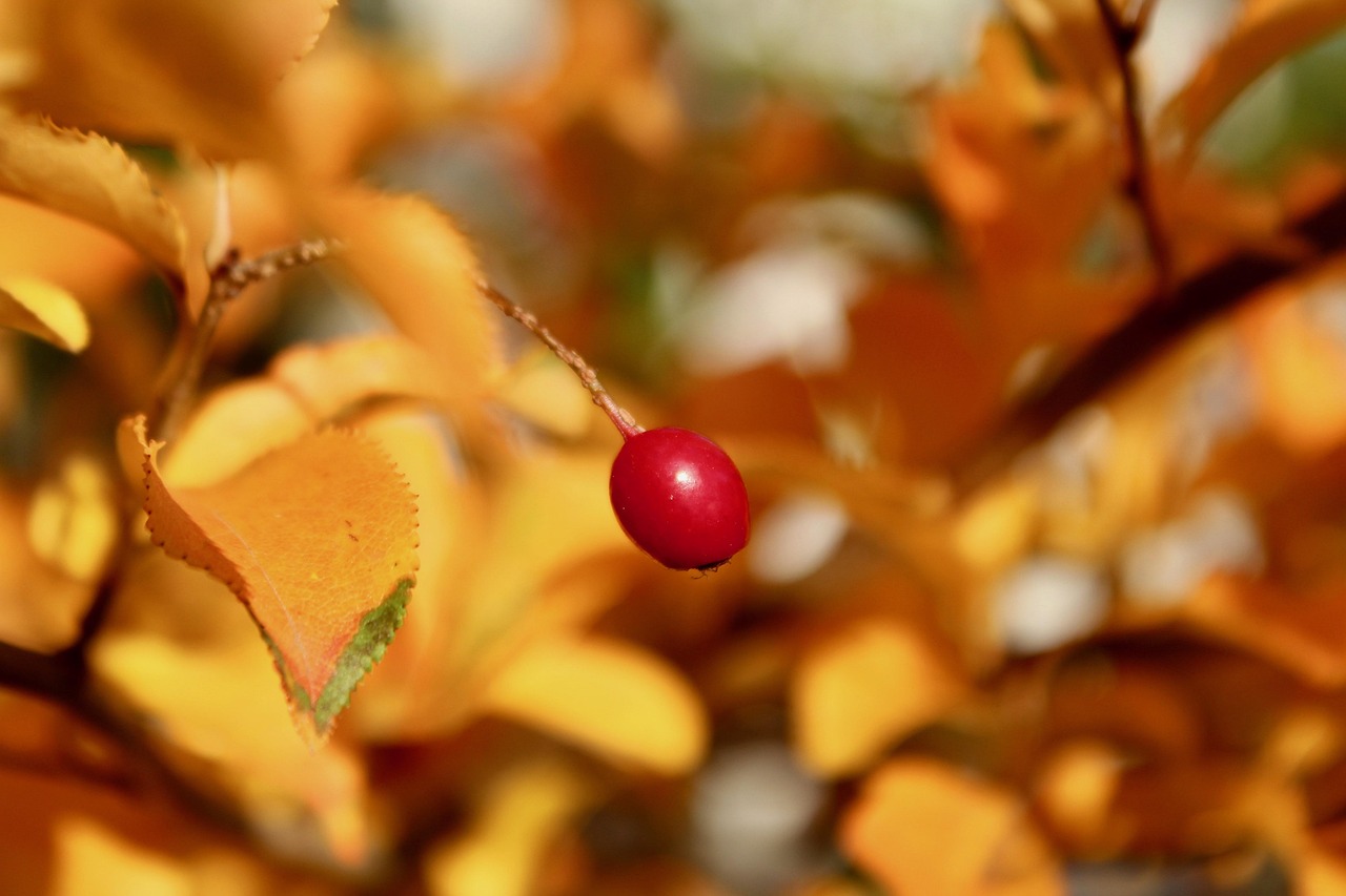 Berry Plant Fall - Free photo on Pixabay - Pixabay