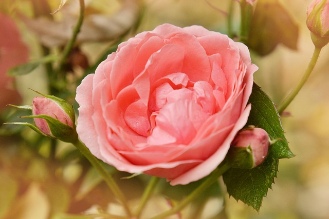 Roses Nature Flowers - Free photo on Pixabay - Pixabay