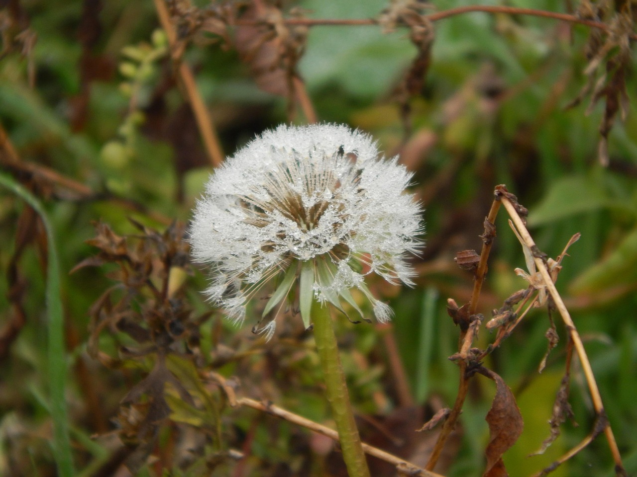 Dandelion Alam Bunga - Foto gratis di Pixabay - Pixabay