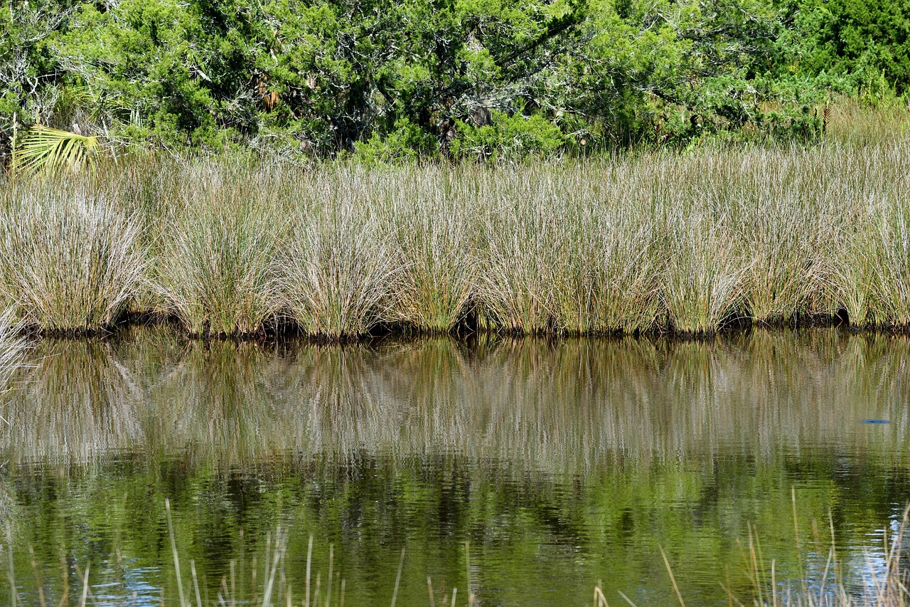 Marshland Swamp Environment - Free photo on Pixabay