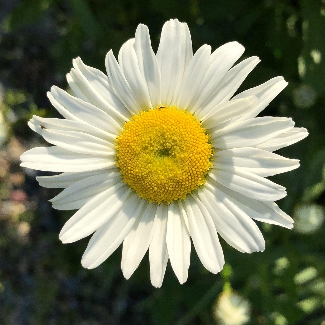 Daisy Jaune Blanc - Photo gratuite sur Pixabay - Pixabay
