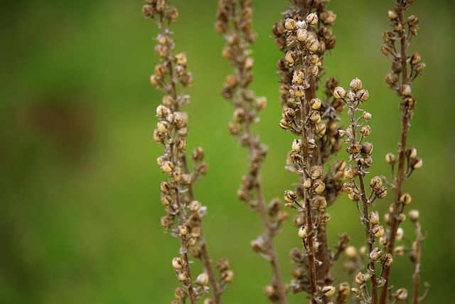 Planta Seca Naturaleza - Foto gratis en Pixabay