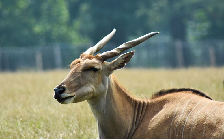 90+ Free Oryx & Antelope Images - Pixabay