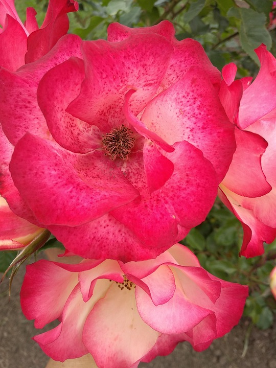 Roses Fleurs Couleur - Photo gratuite sur Pixabay - Pixabay