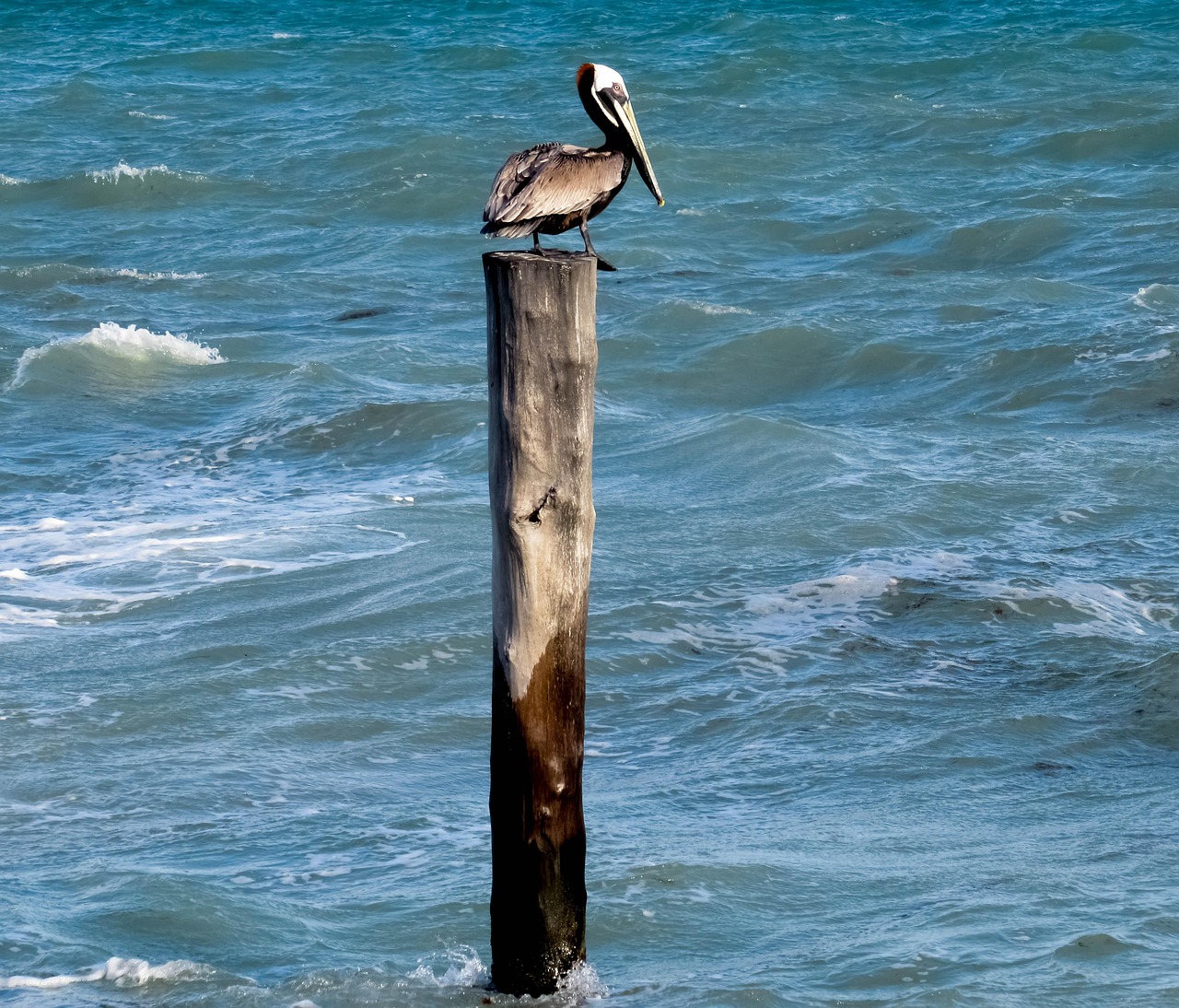 20+ Free Pelican Standing & Pelican Images - Pixabay