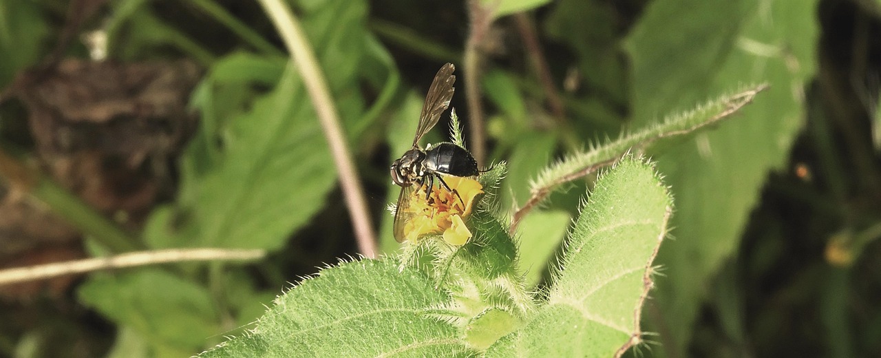 La Nature Mouche Insecte - Photo gratuite sur Pixabay - Pixabay