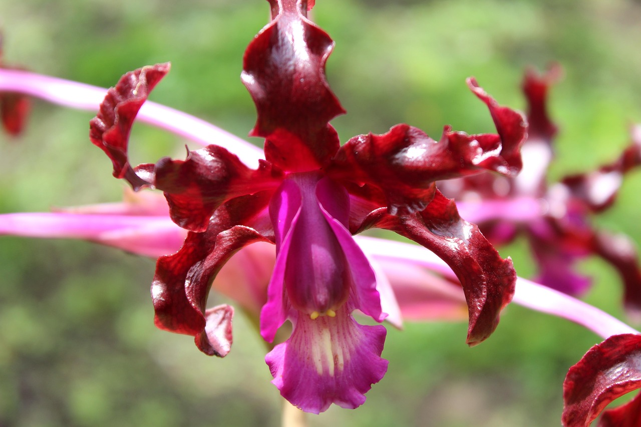 Orchidee Blume Orchid - Kostenloses Foto auf Pixabay - Pixabay