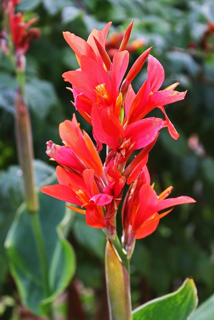 Indian Flower Tube - Free photo on Pixabay - Pixabay