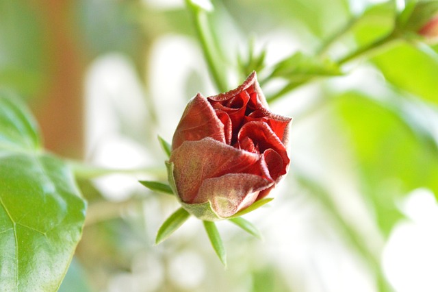 Chinese Rose Flower - Free photo on Pixabay - Pixabay
