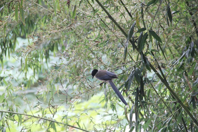 Bamboo Forest Bird - Free photo on Pixabay