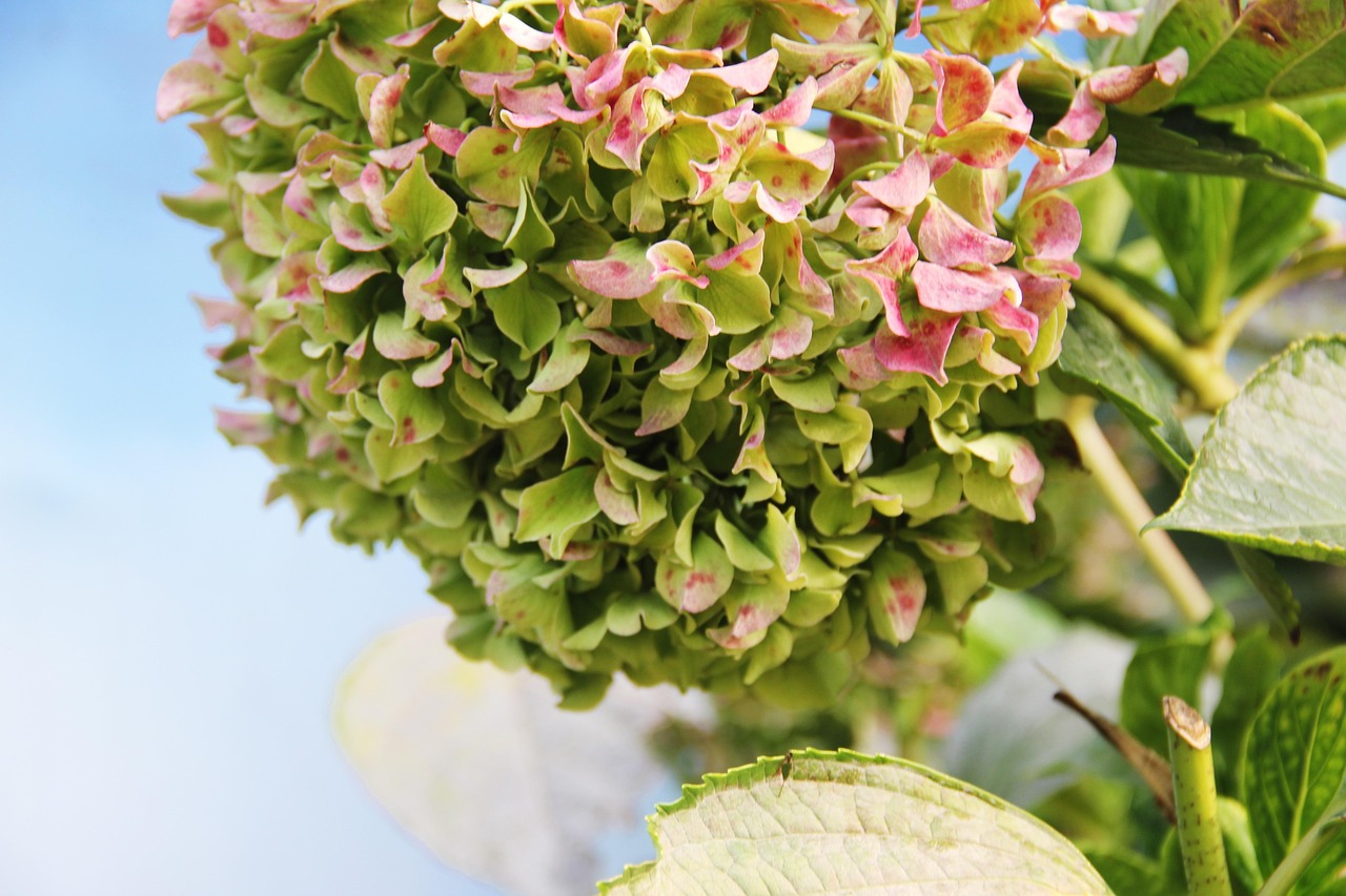 Hydrangea Green Residual - Free photo on Pixabay - Pixabay