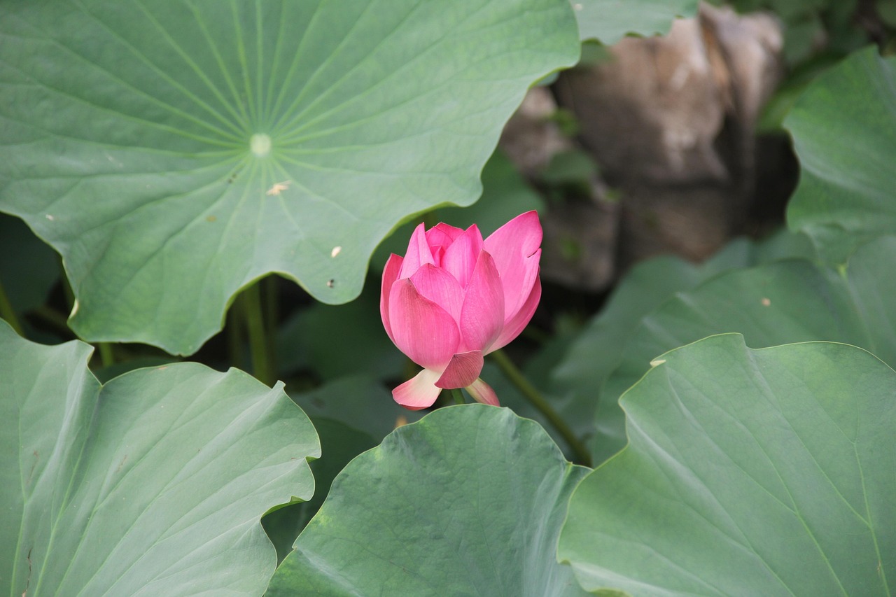 Lotus Deep Powder - Photo gratuite sur Pixabay - Pixabay