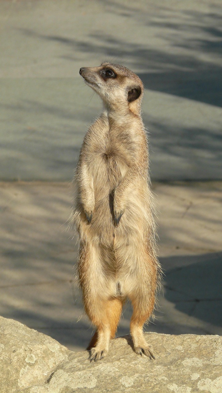 Meerkat Zoo Animals - Free photo on Pixabay - Pixabay