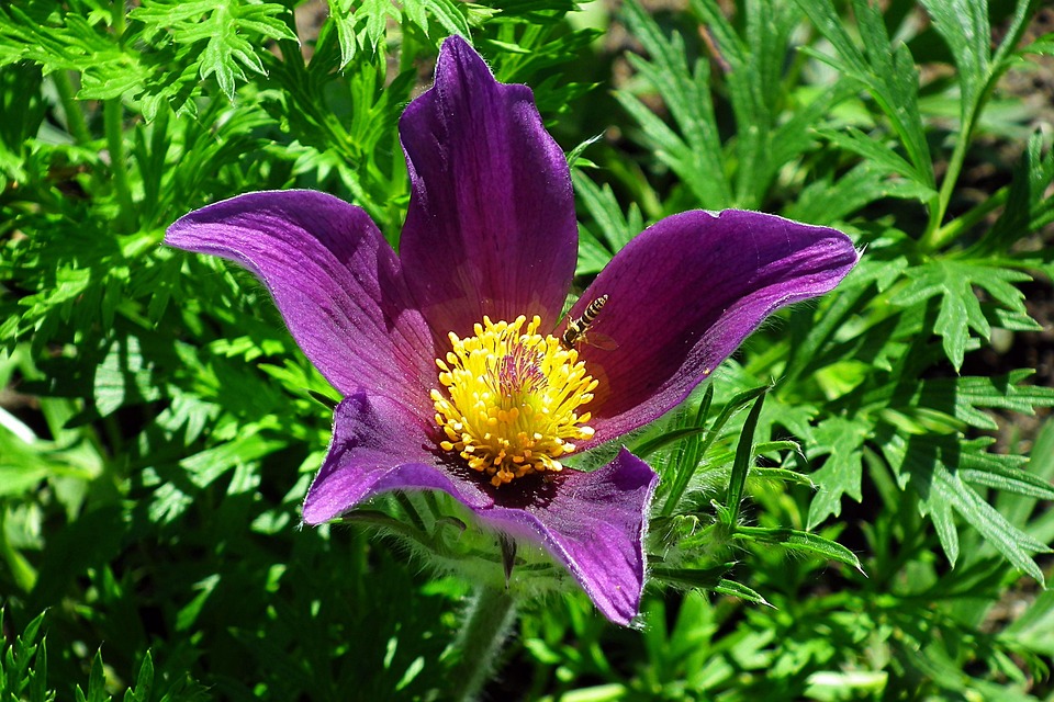 Flower Pasque-Flower Violet - Free photo on Pixabay - Pixabay