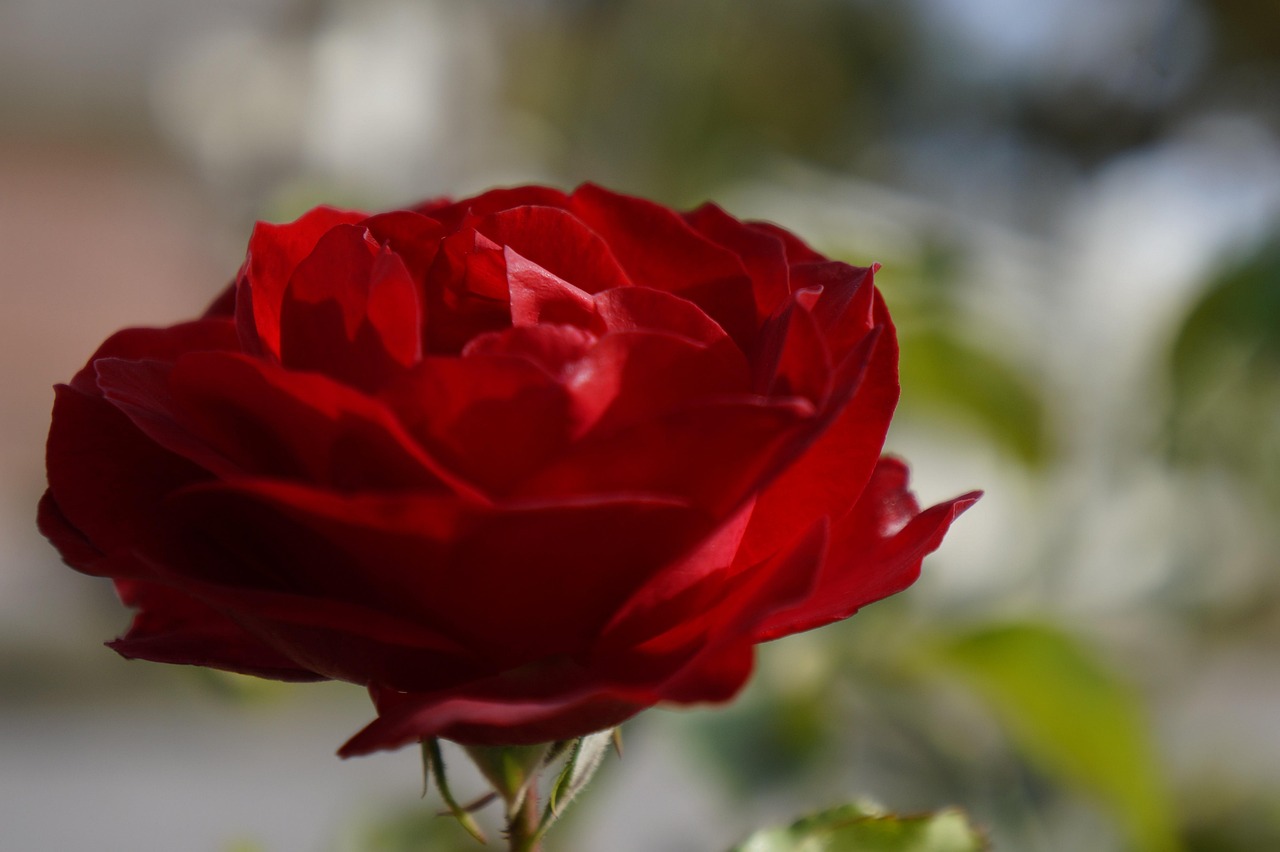 Flor Rosa Roja - Foto gratis en Pixabay