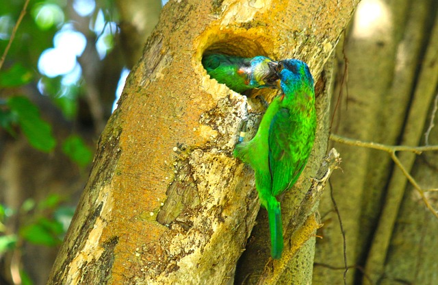 30+ Free 오색 & Five-Color Bird Images - Pixabay