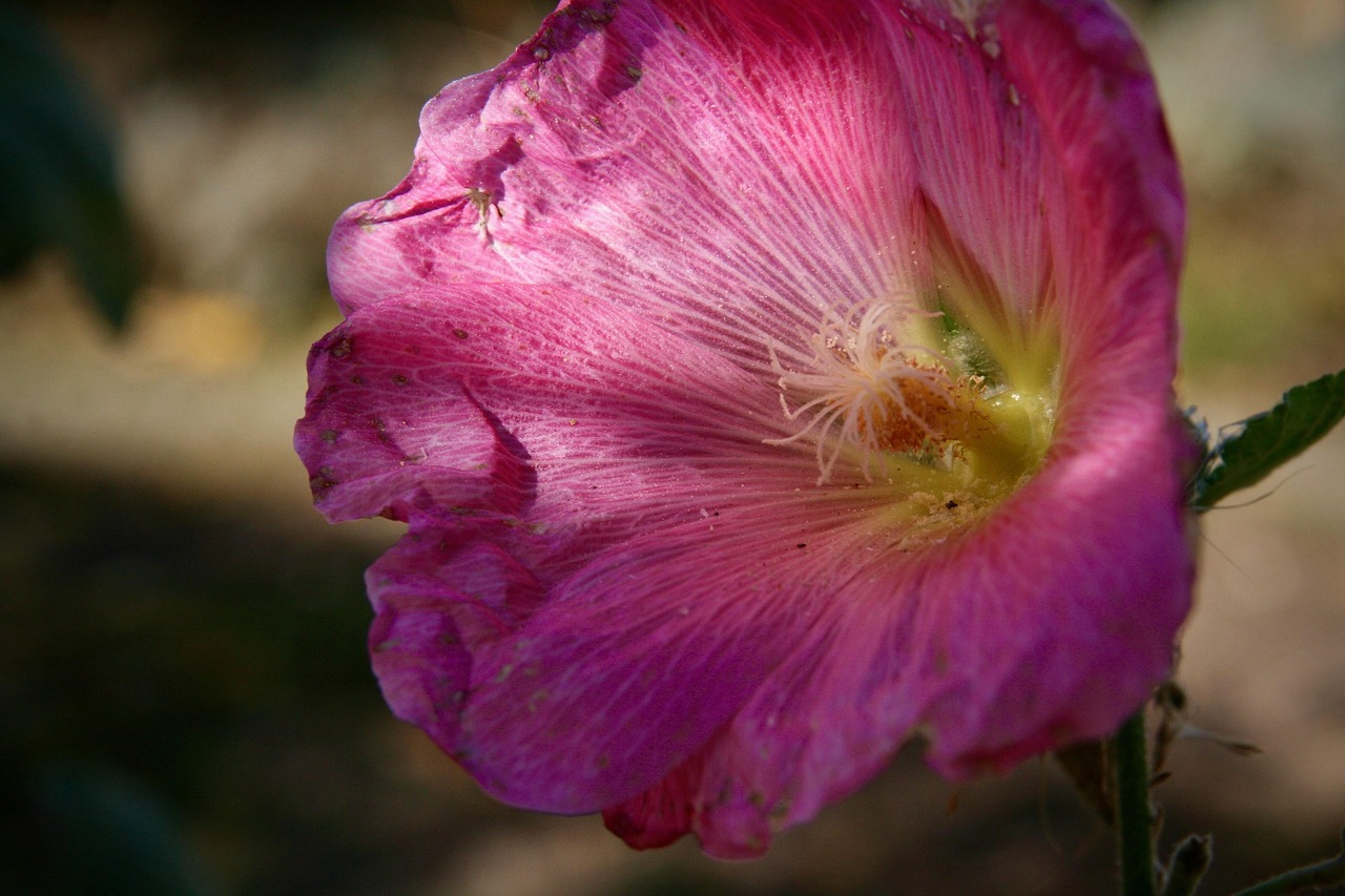 Hollyhock Pointed Flower Blossom - Free photo on Pixabay - Pixabay