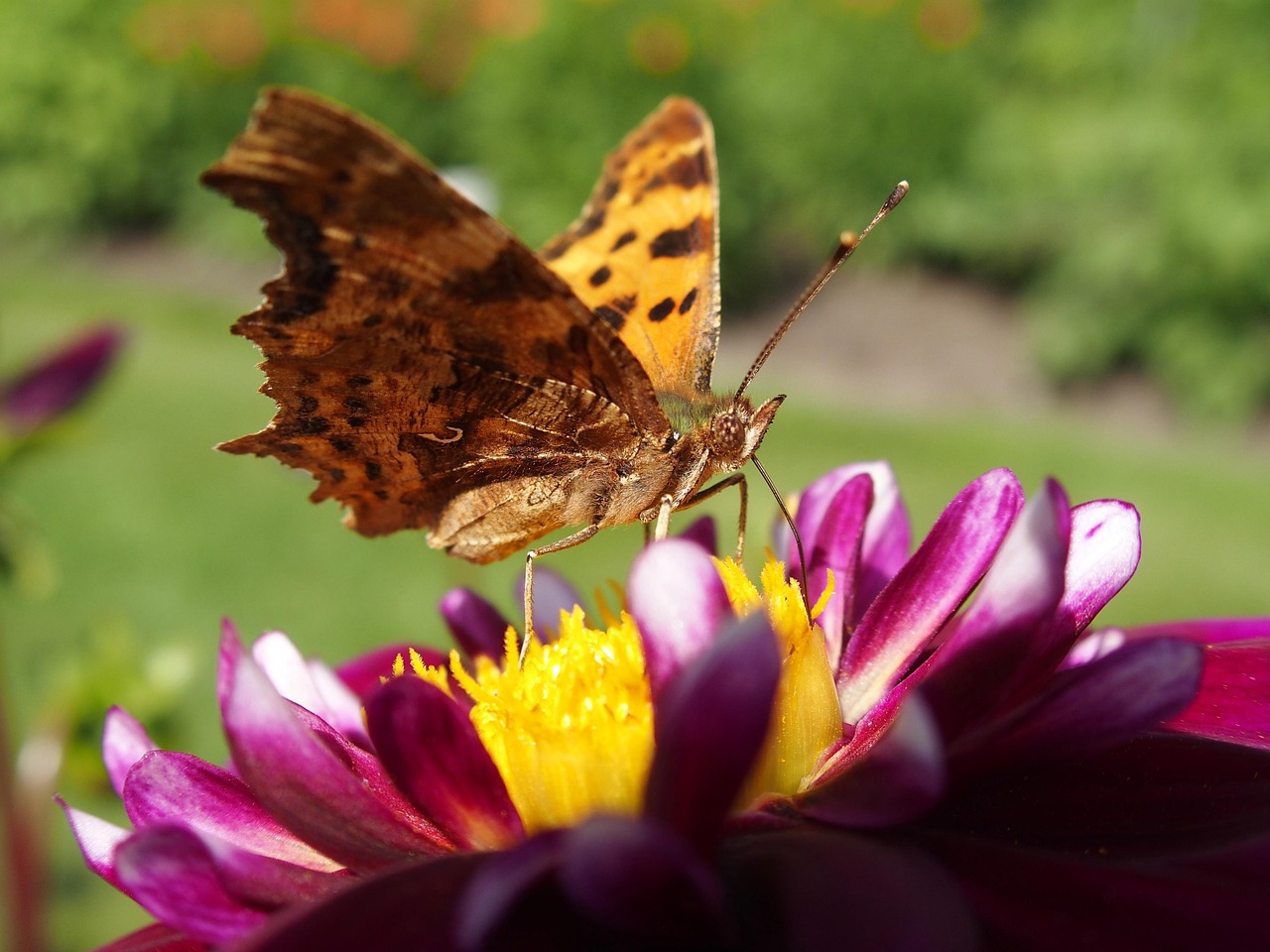 Butterfly Blossom Bloom - Free photo on Pixabay - Pixabay