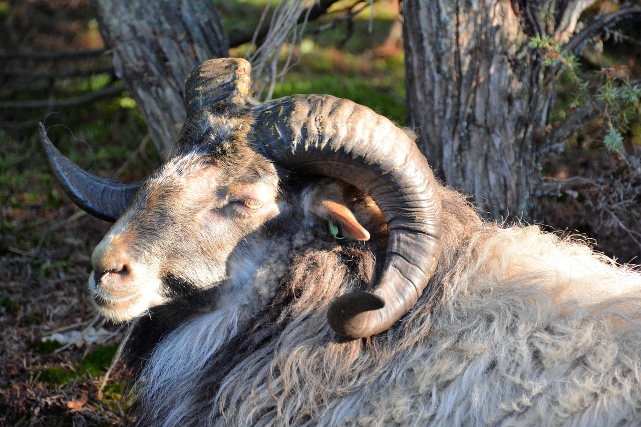 Mouton Drenthe Drents Moutons De - Photo gratuite sur Pixabay - Pixabay