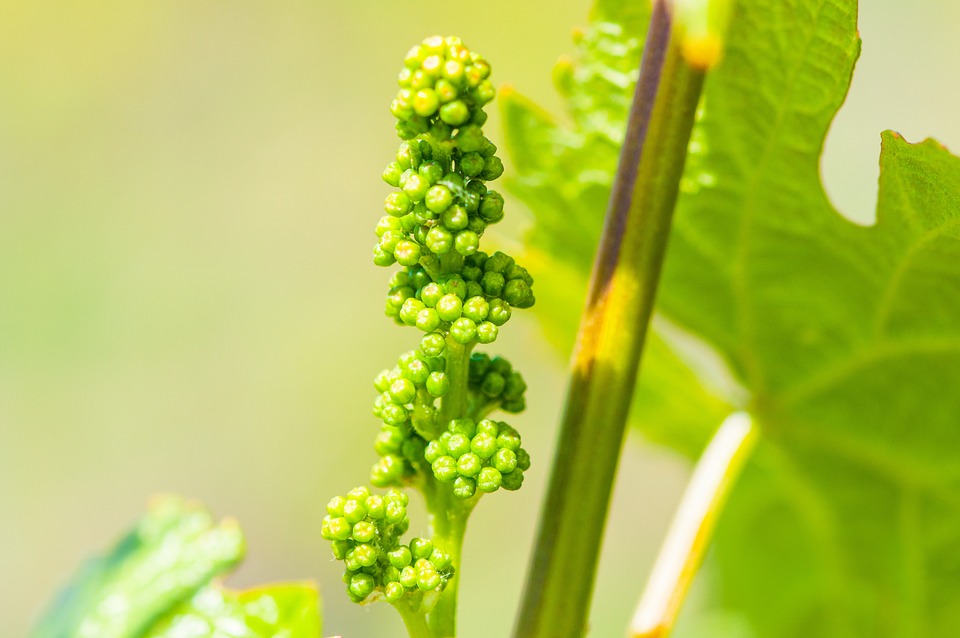 Wine Grapevine Vine - Free photo on Pixabay - Pixabay