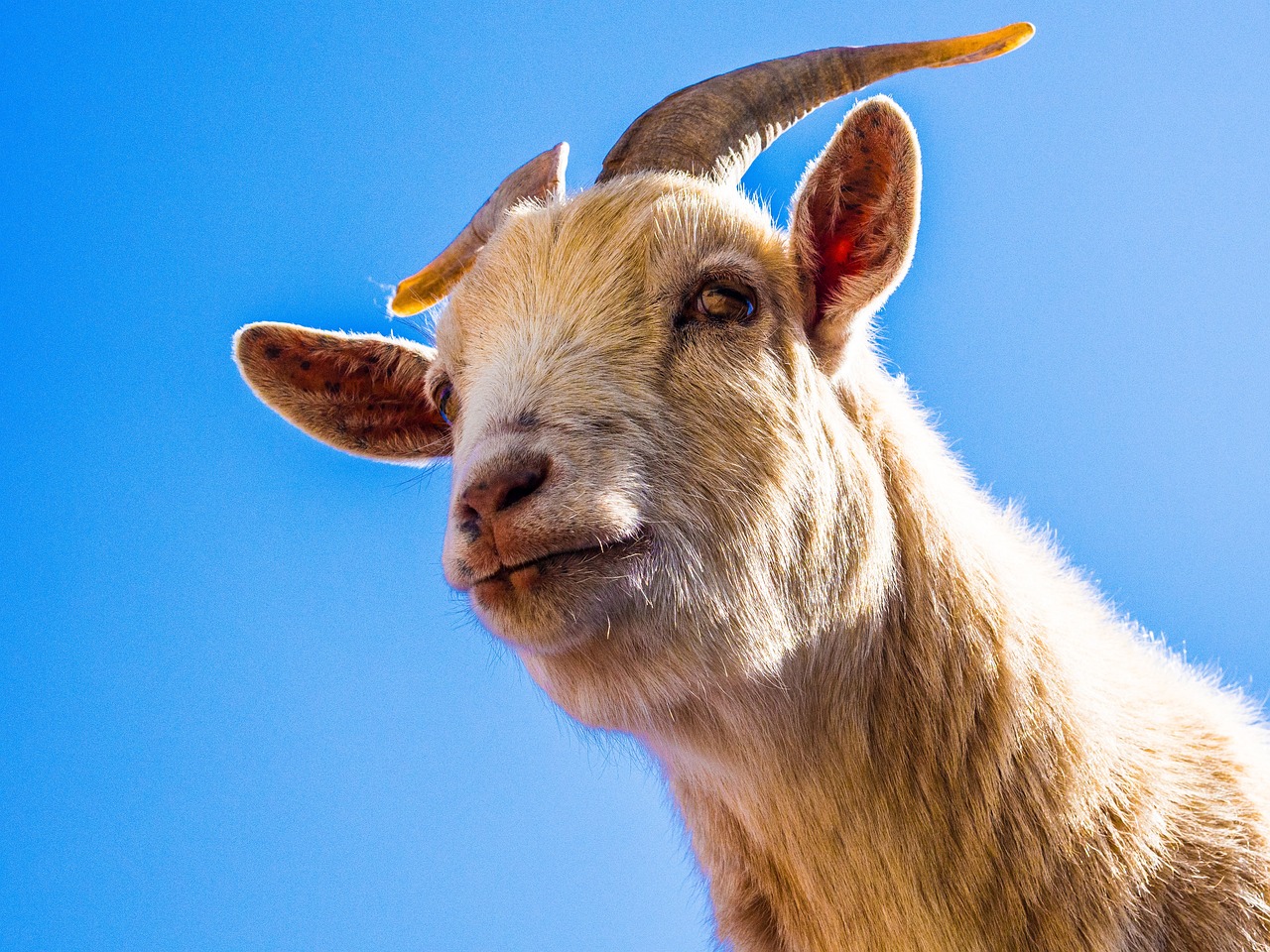 20,000+ Free Goat Face & Goat Images - Pixabay