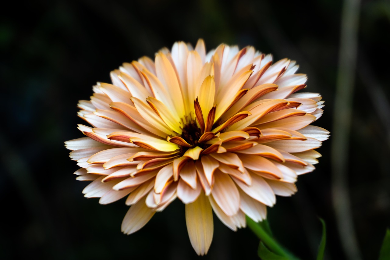 La Lumière D'Automne Fleur Jardin - Photo gratuite sur Pixabay - Pixabay