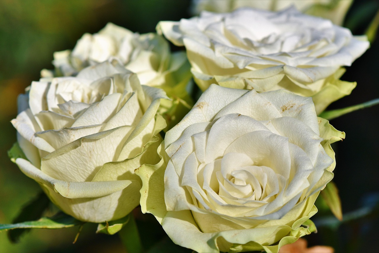 5,000+ Gorgeous White Rose Wallpapers [HD] - Pixabay