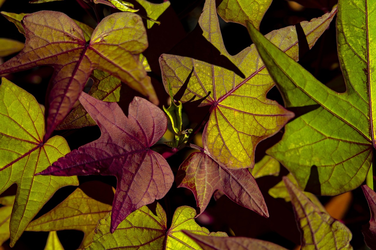 Vine Plant Sweet Potato - Free photo on Pixabay