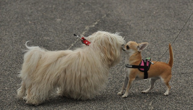 Perros Besos - Foto gratis en Pixabay - Pixabay