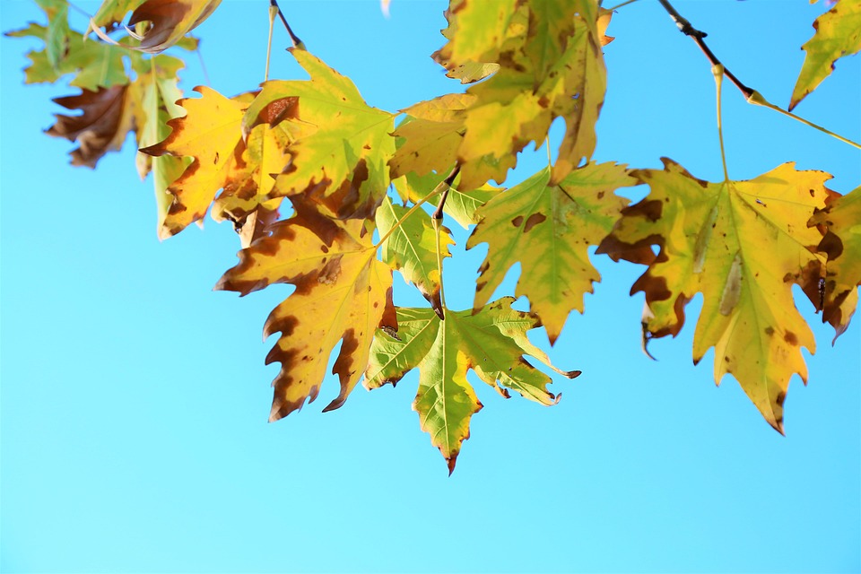 Die Blätter Sind Herbst · Kostenloses Foto auf Pixabay