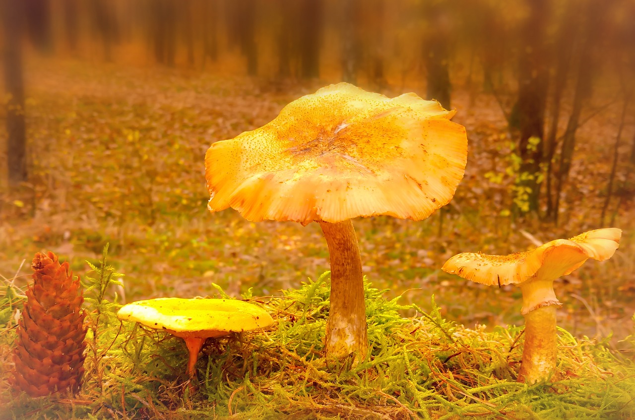Opieńka Gelblich Pilze Essbar - Kostenloses Foto auf Pixabay - Pixabay