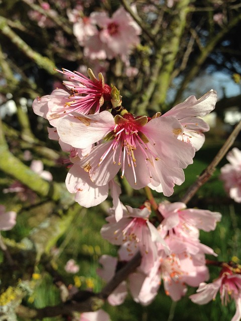 Cherry Blossom Bunga Merah Jambu - Foto gratis di Pixabay - Pixabay