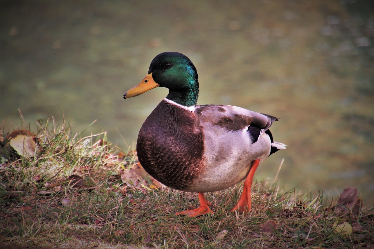 Duck In The Fall Meadow You - Free photo on Pixabay