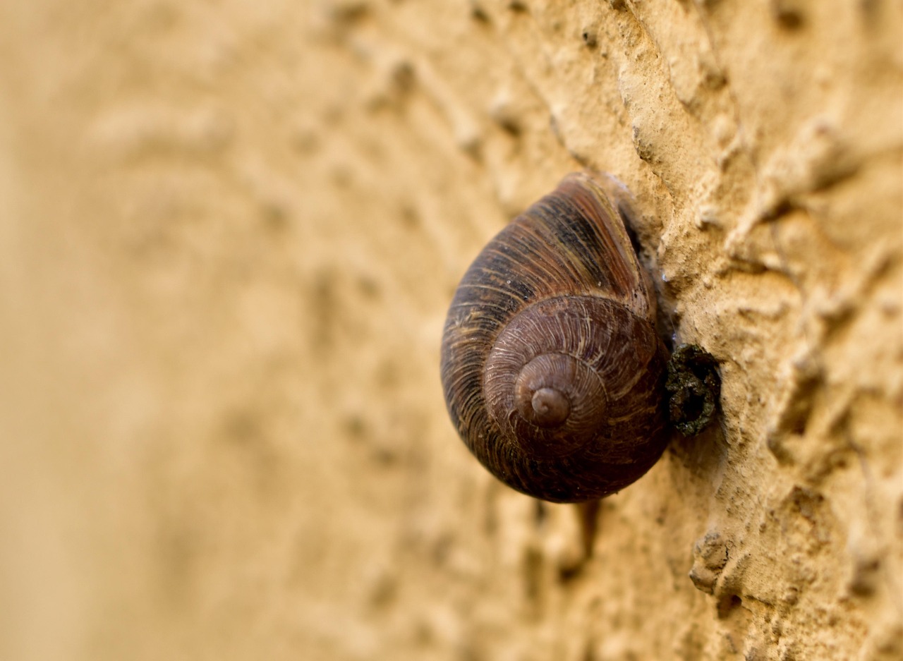 Snail Wall Snails - Free photo on Pixabay