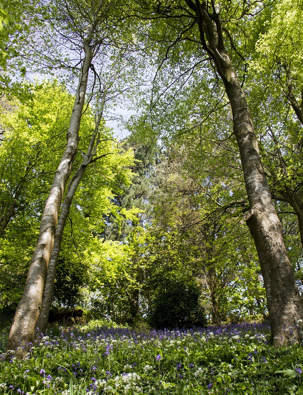 Woods Trees - Free photo on Pixabay - Pixabay
